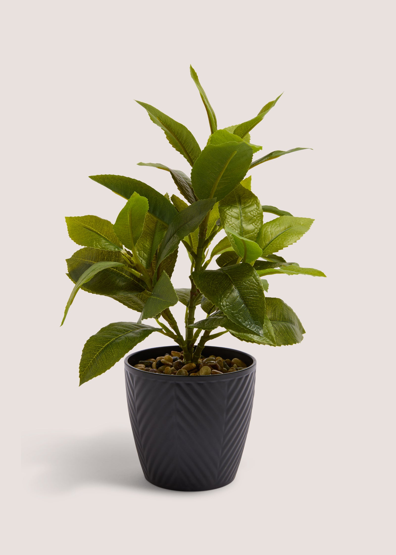 Buy Plant in Black Pot-Black Online in UAE from Matalan