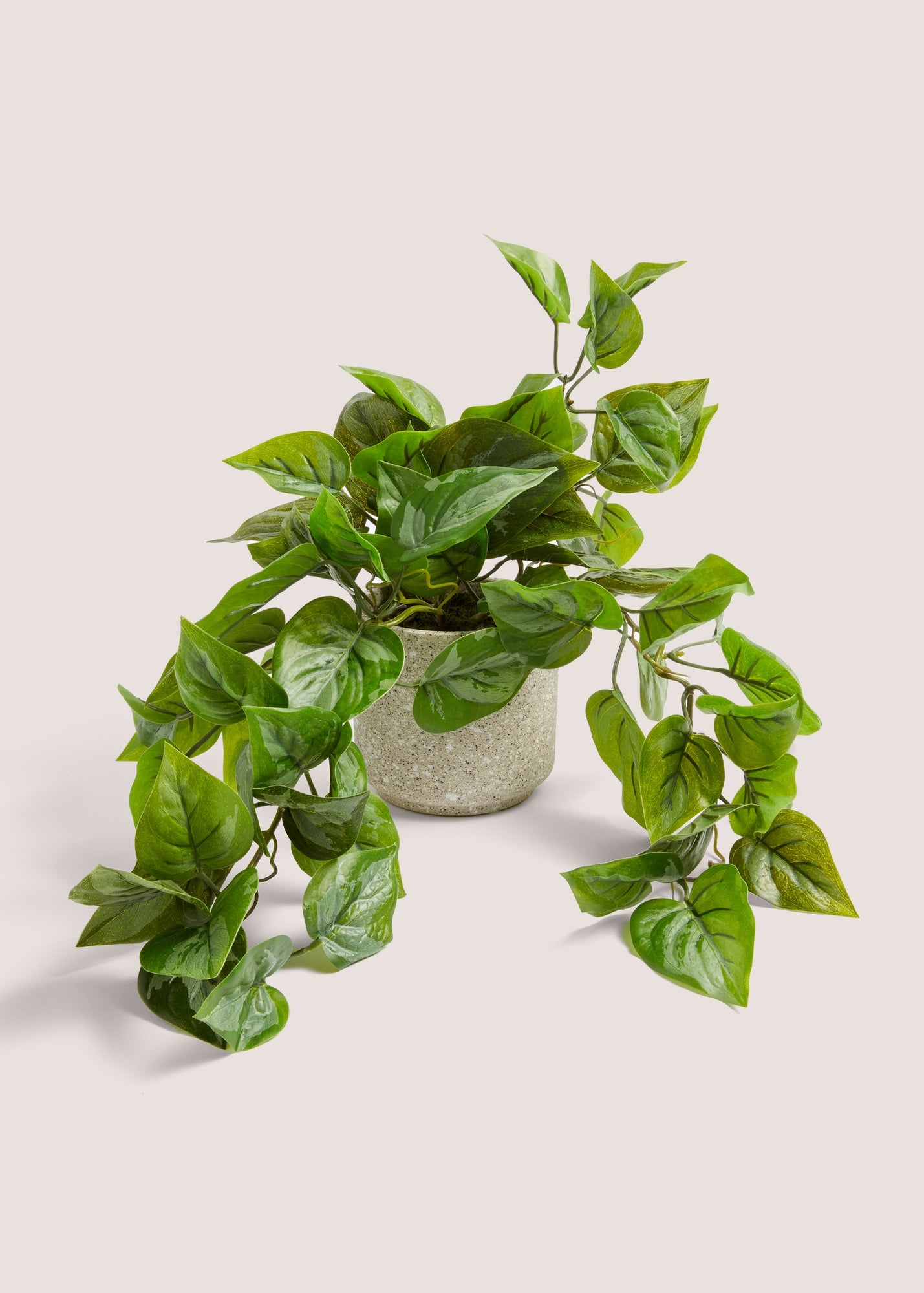 Buy Trailing Plant in Speck Pot (24cm x 13cm x 13cm)-Green Online in ...