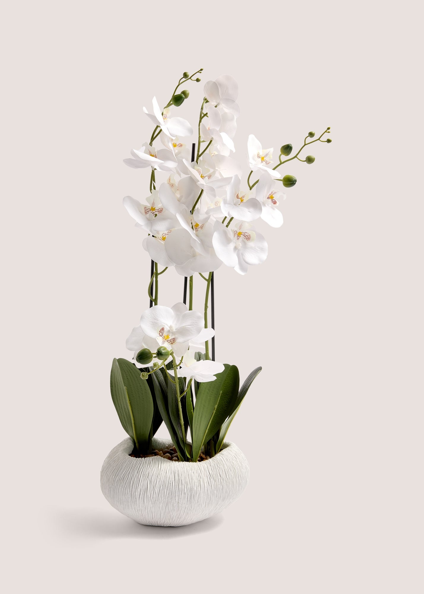 Buy Orchid In Resin Shell Pot (41cm x 31cm x 70cm-Natural Online in UAE ...