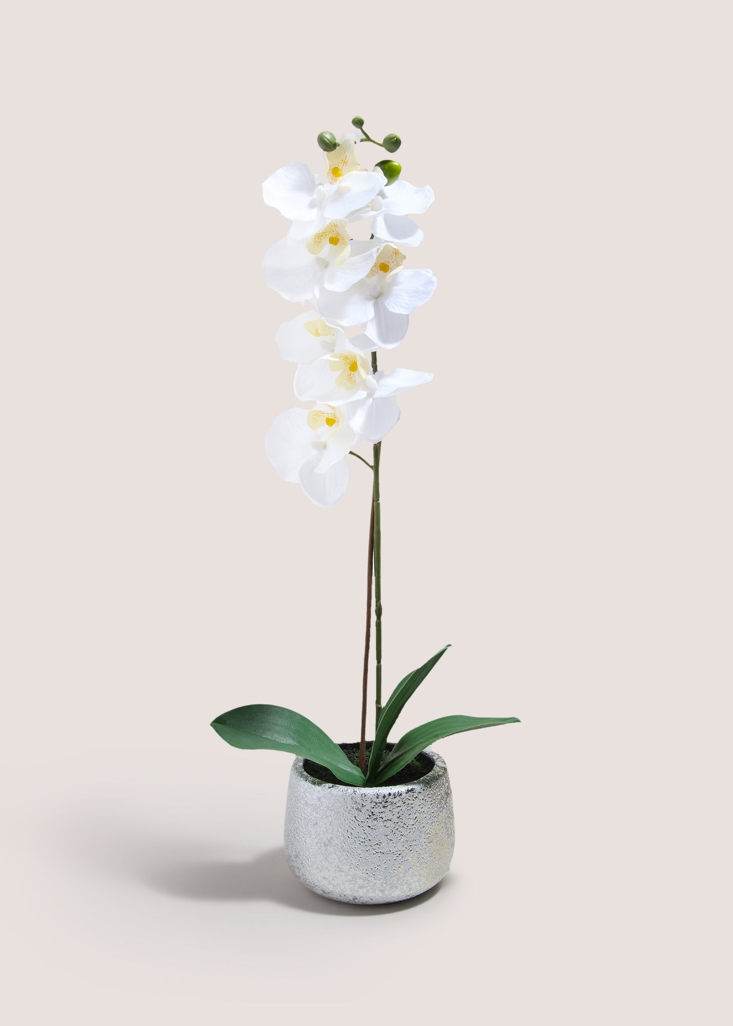 Buy Orchid In Silver Pot-White Online in UAE - bfab