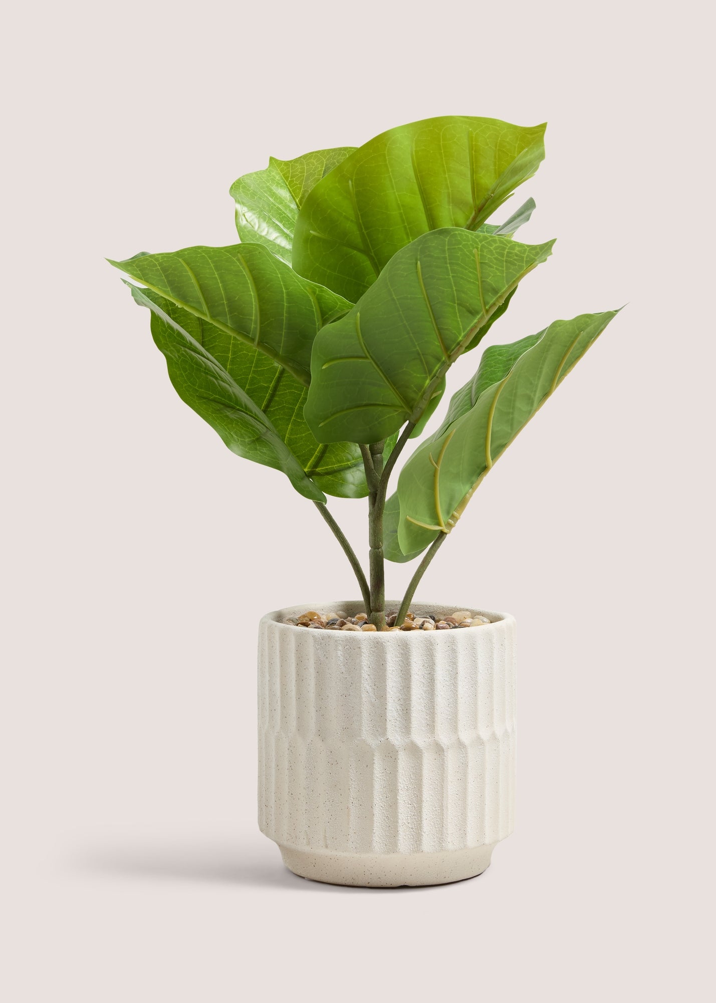 Buy Fig Tree In Pot-Green Online in UAE from Matalan