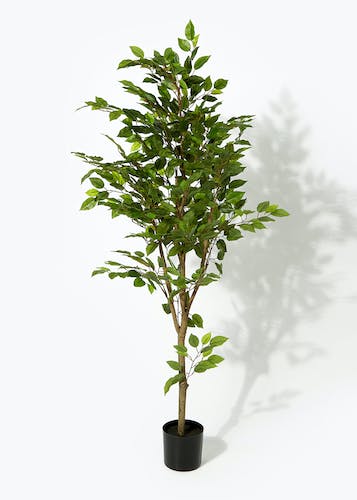 Buy Weeping Fig Tree (130cm) Online in Qatar - bfab