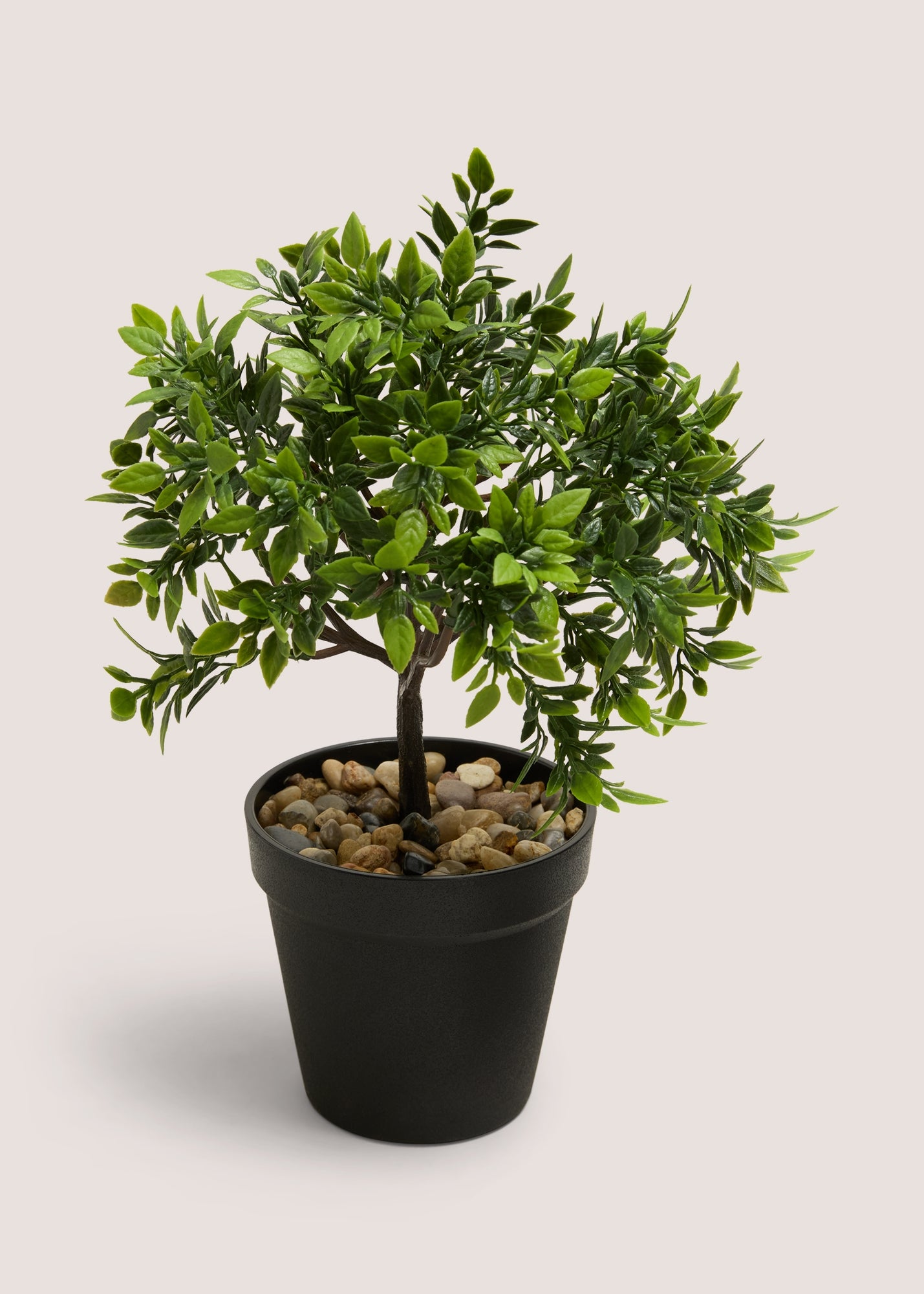 Buy Mini Rose Tree-Black Online in UAE from Matalan