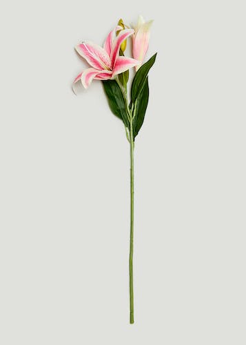 Buy Lily Single Stem Online in Oman from Matalan